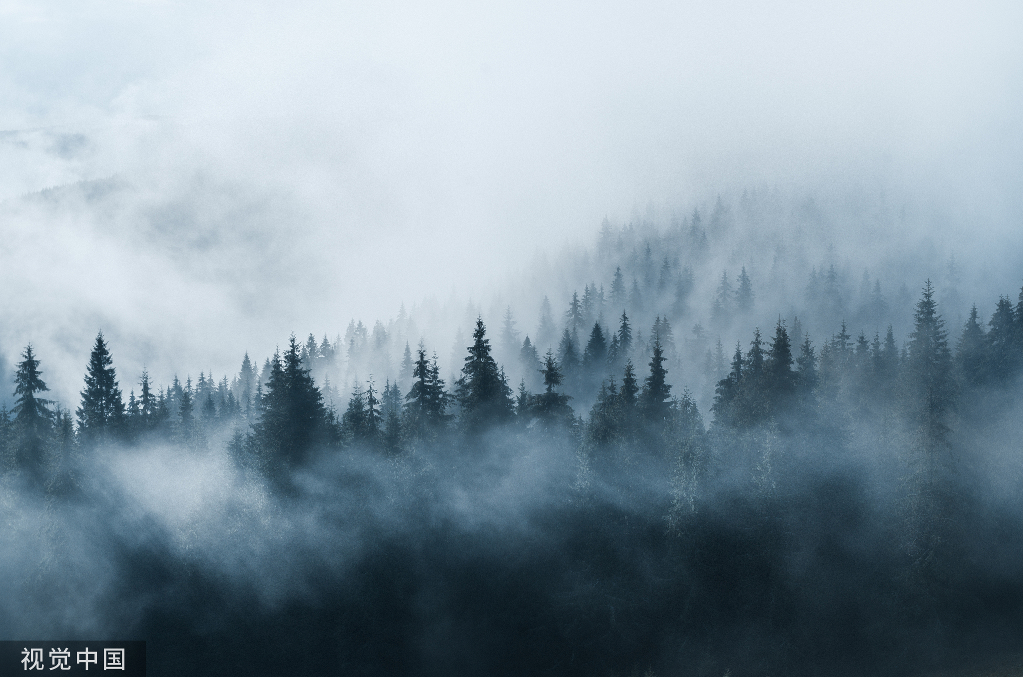 时令风物｜“岁寒三友”之首，为什么是它？_文化课_澎湃新闻-The Paper