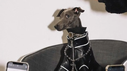 上海最时髦的狗：穿戴奢侈品拍时尚大片，也为品牌带货_关键帧_澎湃新闻-The Paper