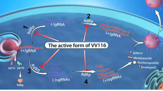 君实生物：国产抗新冠小分子药VV116上市申请获受理_关键帧_澎湃新闻-The Paper